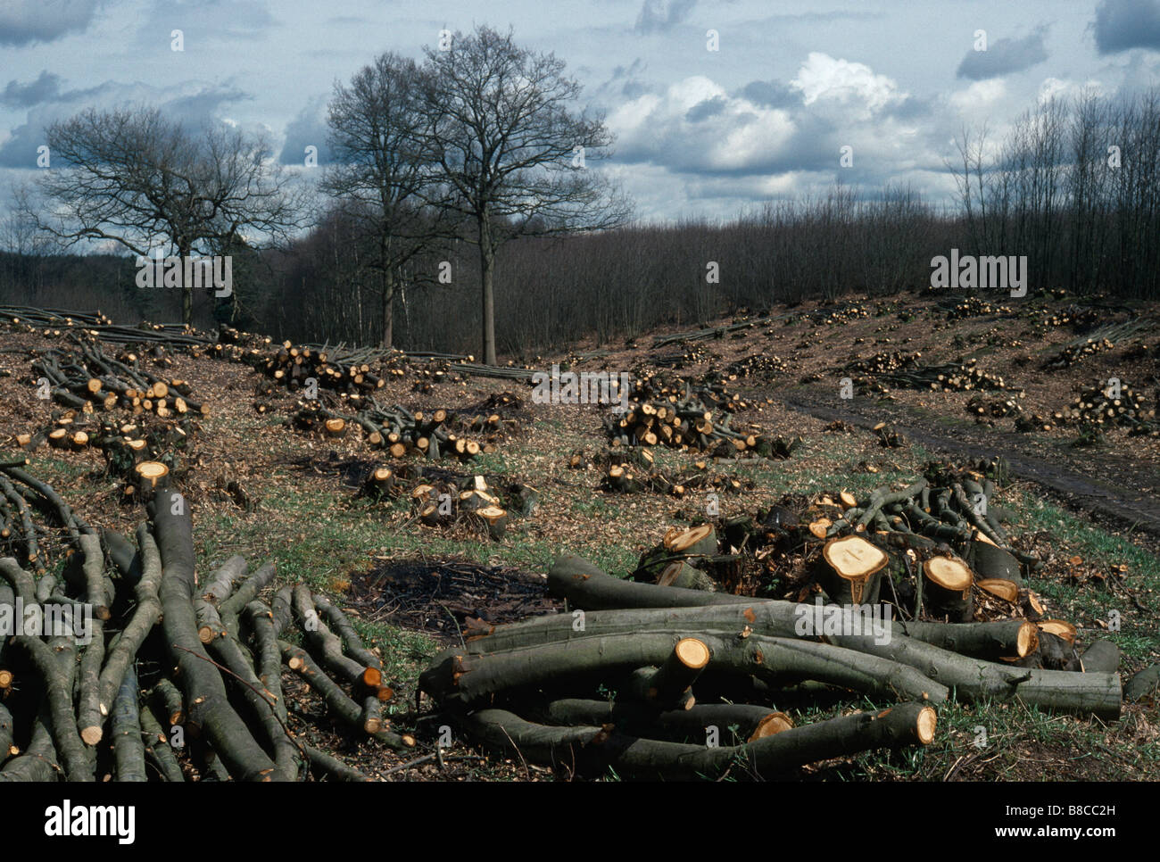 Gestion du bois de taillis Banque de photographies et d’images à haute ...