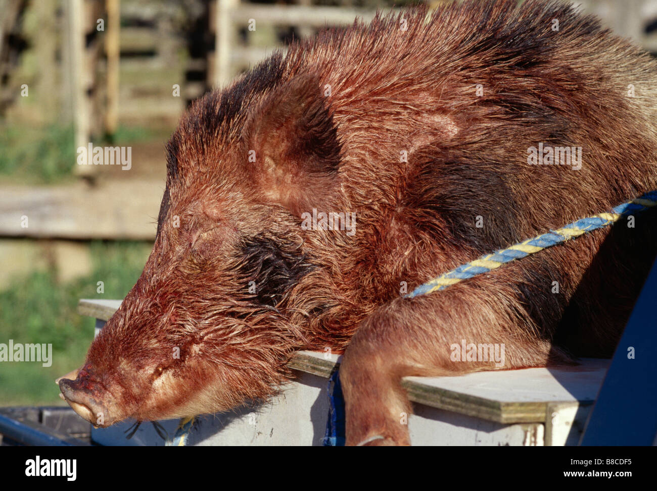 MORT DES SANGLIERS Photo Stock - Alamy