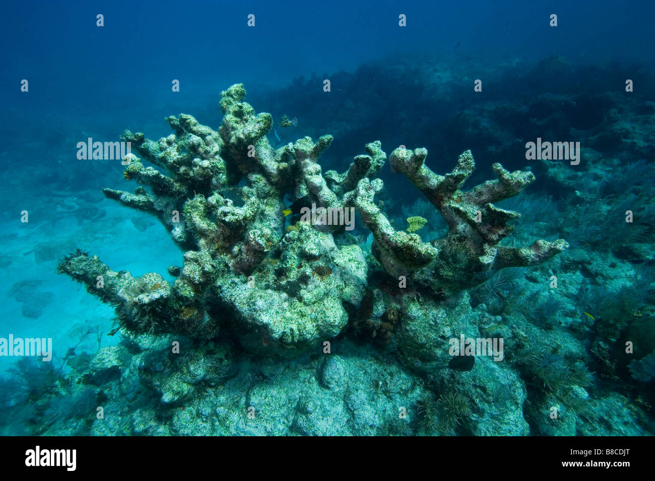 Coraux blanchis Banque de photographies et d’images à haute résolution ...