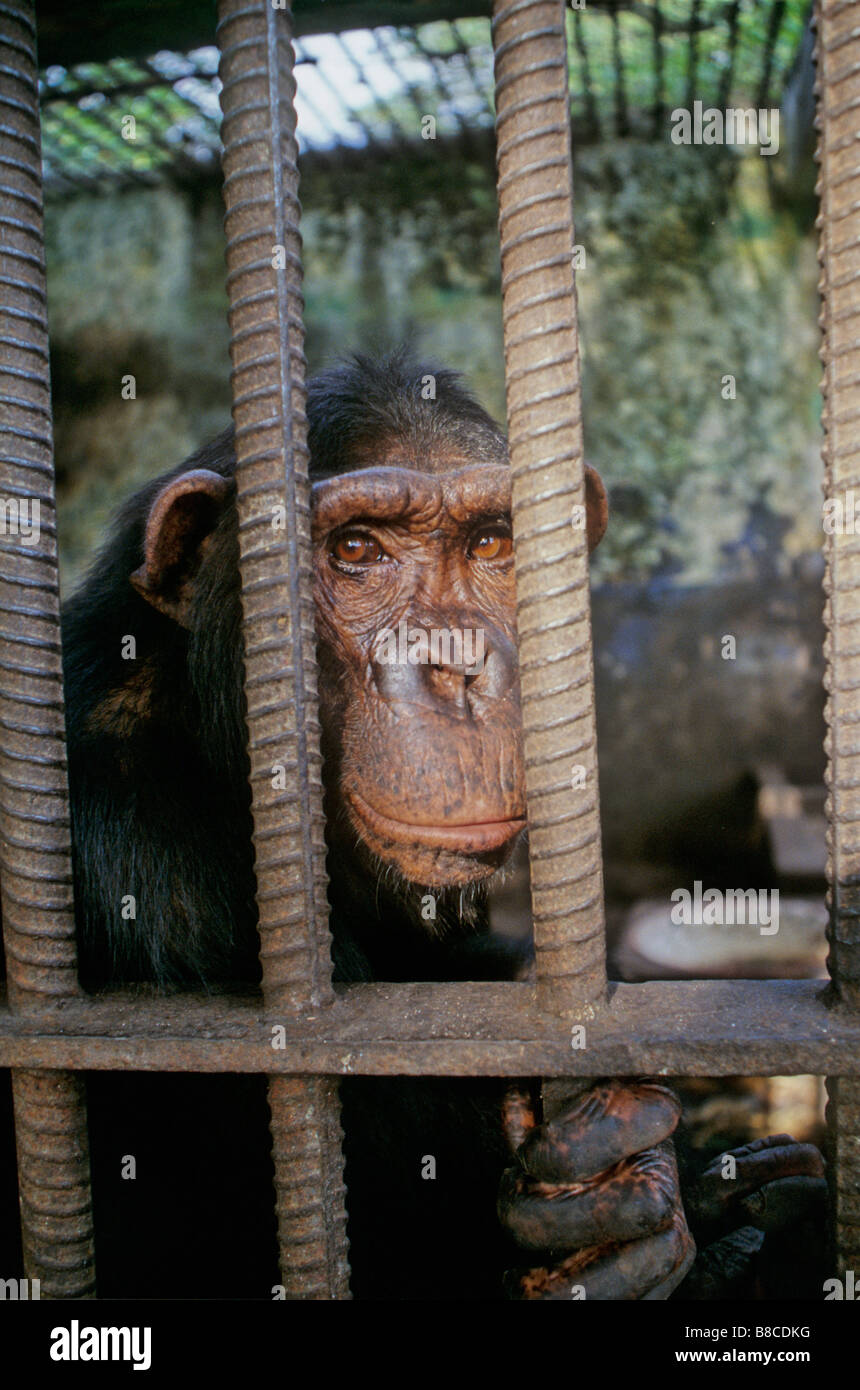 Chimpanzee bars Banque de photographies et d’images à haute résolution ...