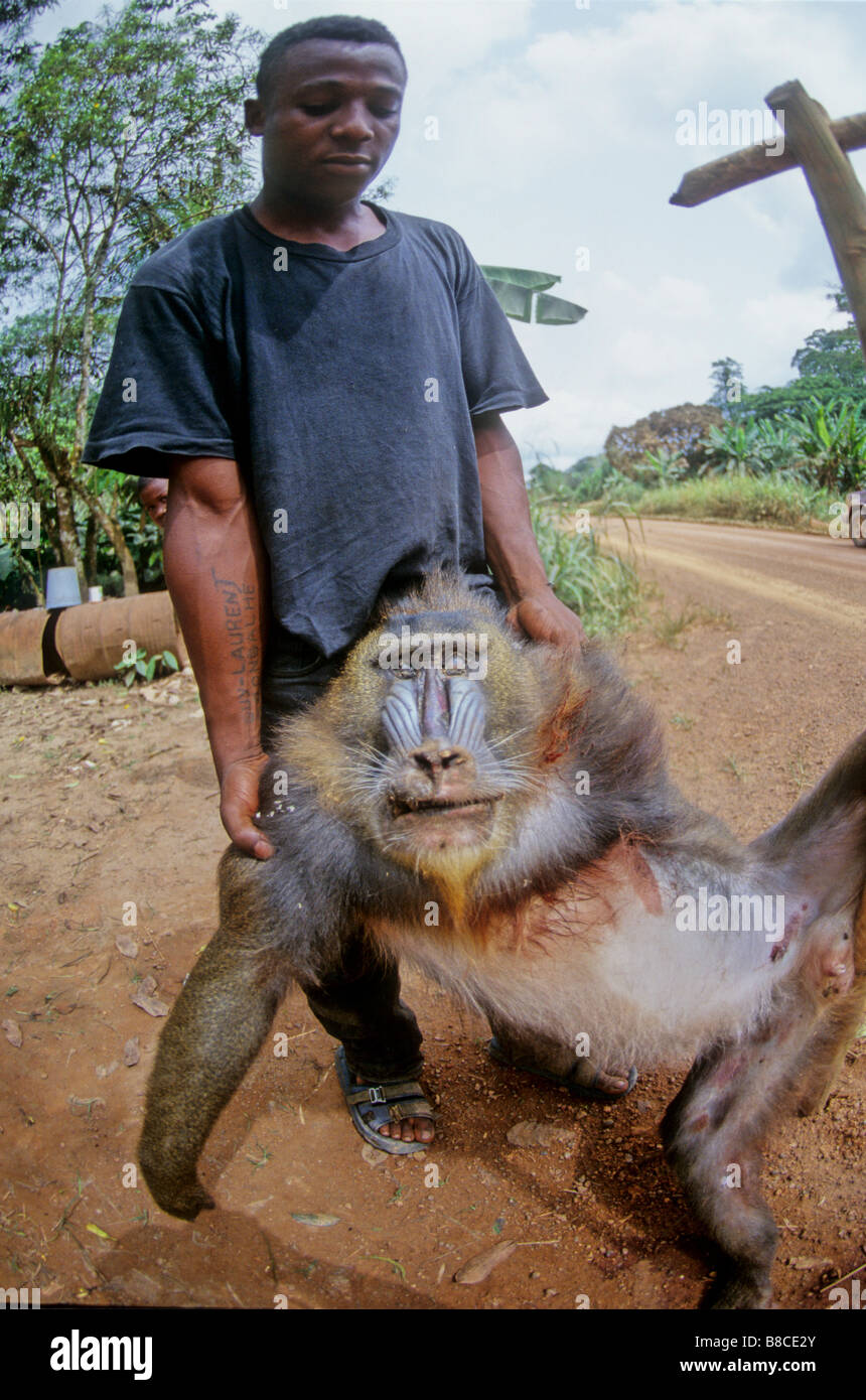 Male mandrill Banque de photographies et d’images à haute résolution ...