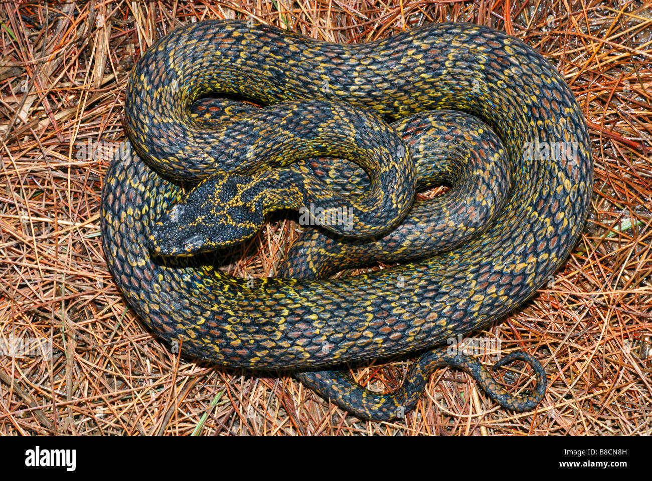 Alexander Mack's Pit Viper, Protobothrops jerdonii. Rares venimeux ...