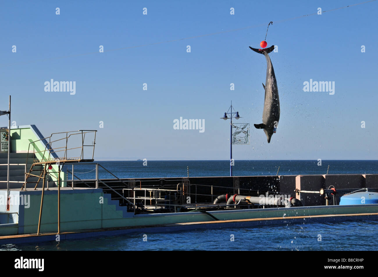Un dauphin plonge verticalement vers les eaux du lac des Dauphins à ...