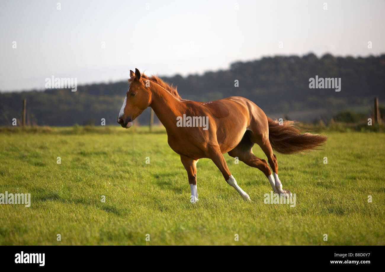 Cheval Alezan Banque d'image et photos - Alamy