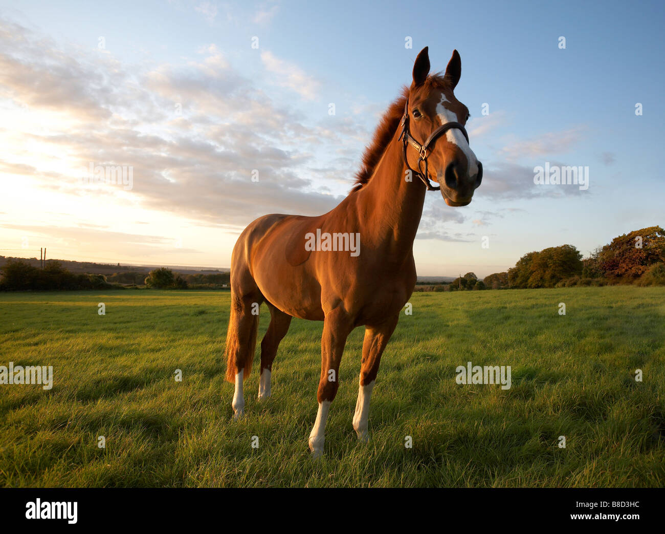Cheval alezan Banque de photographies et d’images à haute résolution ...