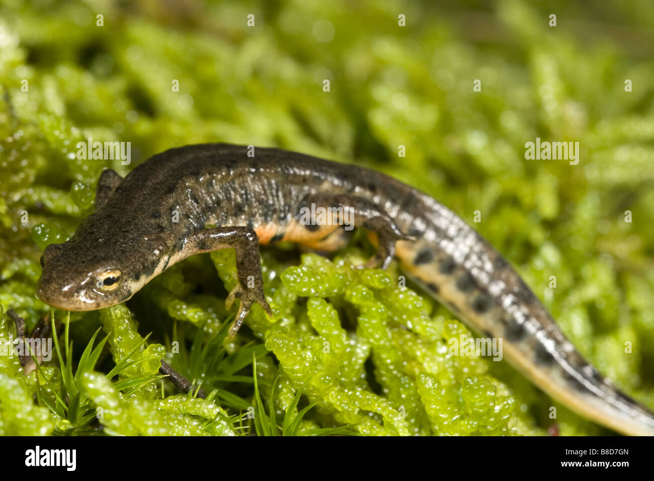 Triturus boscai Banque de photographies et d’images à haute résolution ...