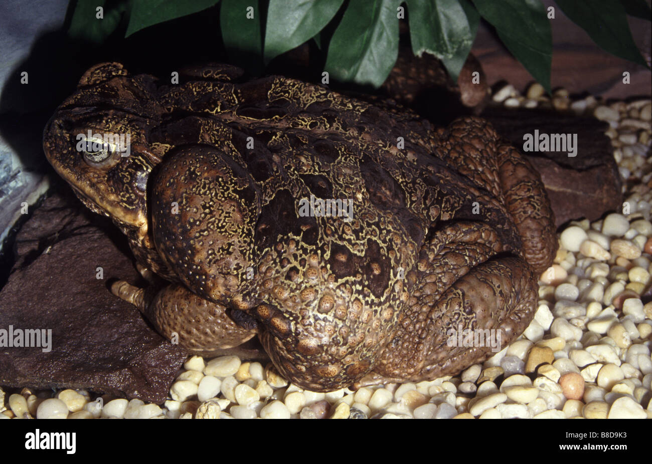 Crapaud géant Banque de photographies et d’images à haute résolution ...