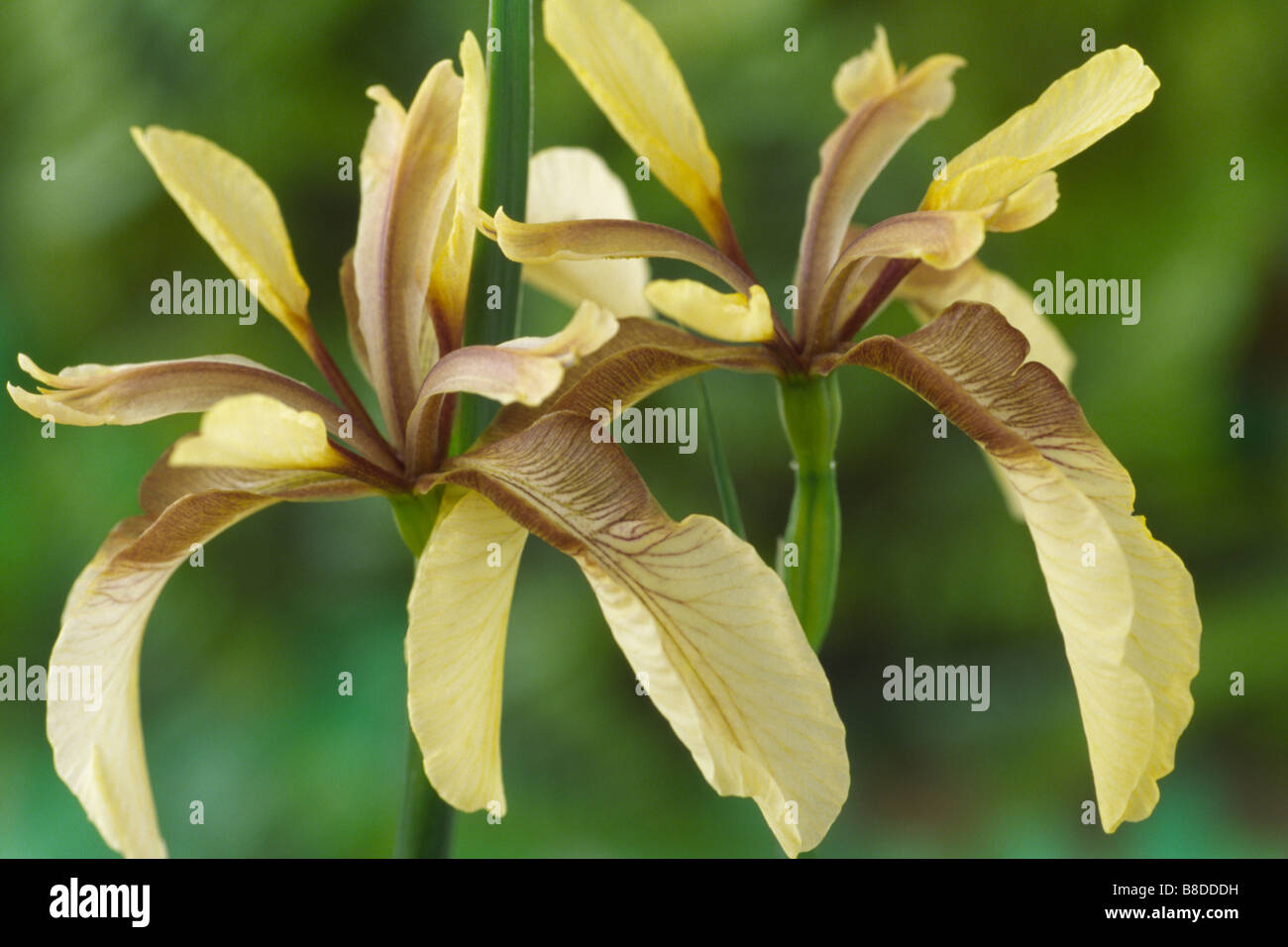 Iris foetidissima var. citrina (Stinking gladwyn, puant iris Photo ...