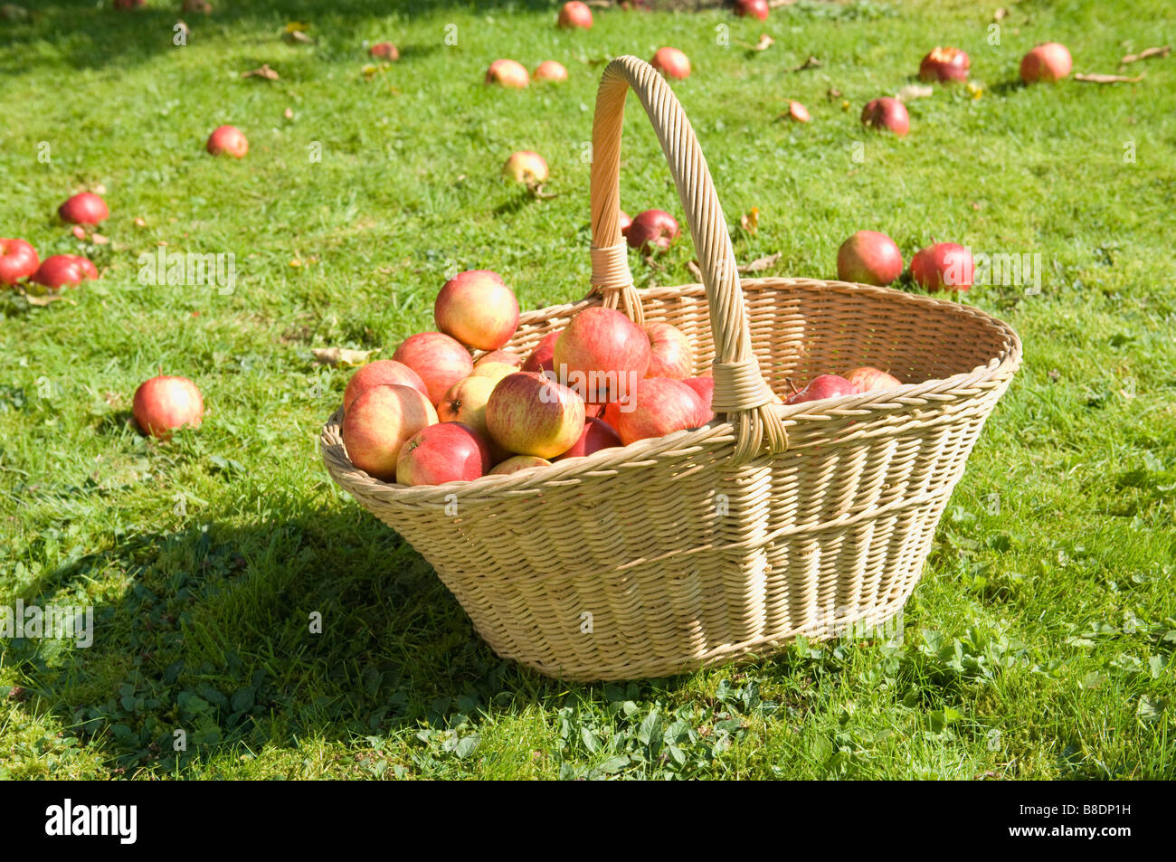 Pommes dans le panier Banque de photographies et d’images à haute ...