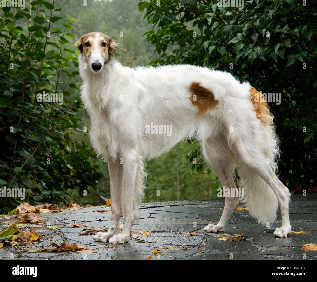 Lévrier russe Banque de photographies et d’images à haute résolution ...
