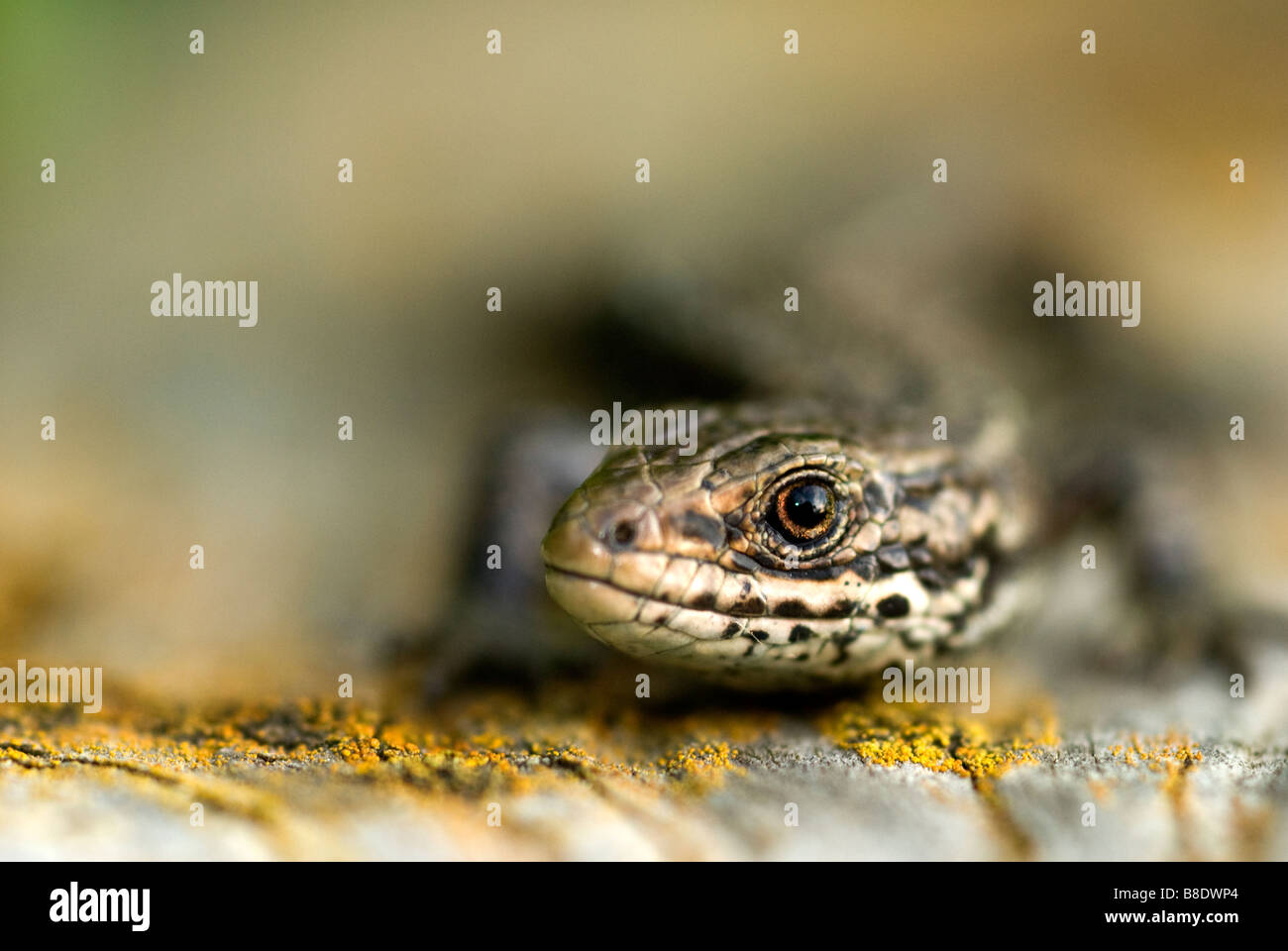Lézard commun Banque de photographies et d’images à haute résolution ...
