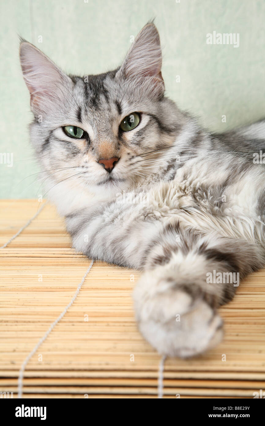 Le chat angora Banque de photographies et d’images à haute résolution ...