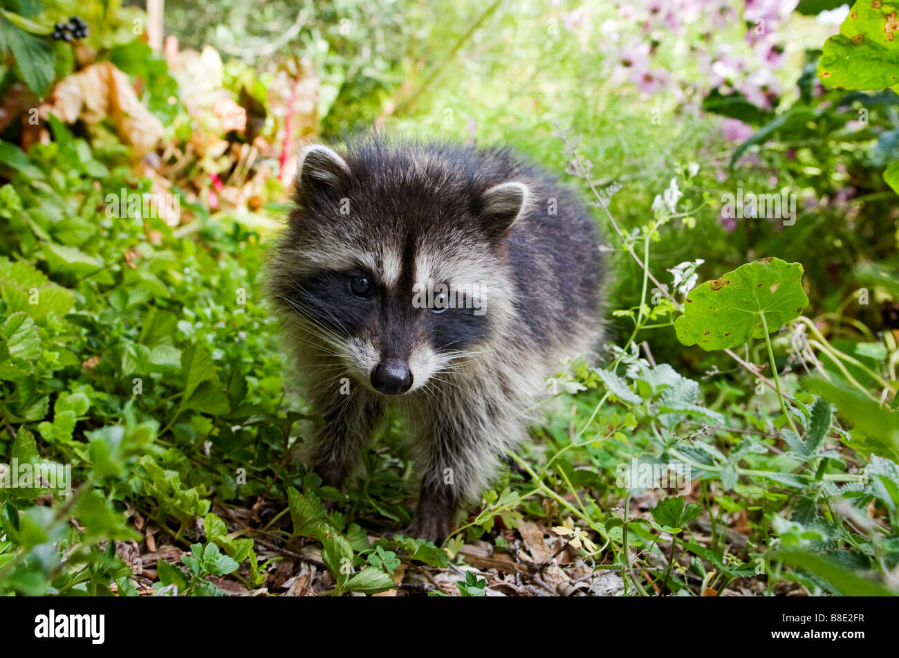 Aux ratons laveurs Banque de photographies et d’images à haute ...