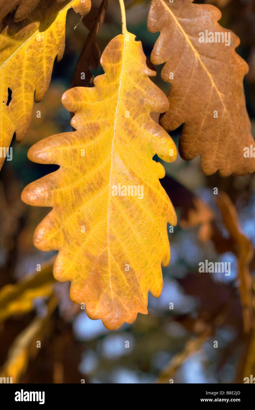 L'automne jaune feuilles de chêne sessile, chêne sessile , Fagaceae ...