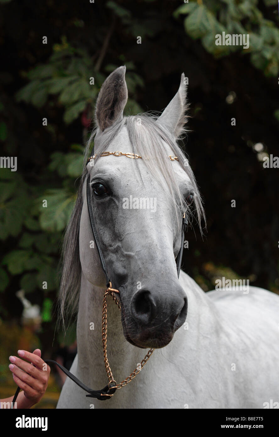 Arabian horse cross Banque de photographies et d’images à haute ...