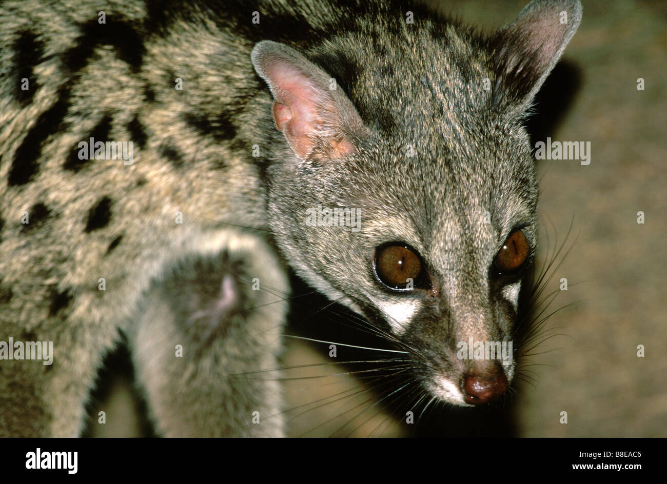 Gineta common genet genetta genetta Banque de photographies et d’images ...