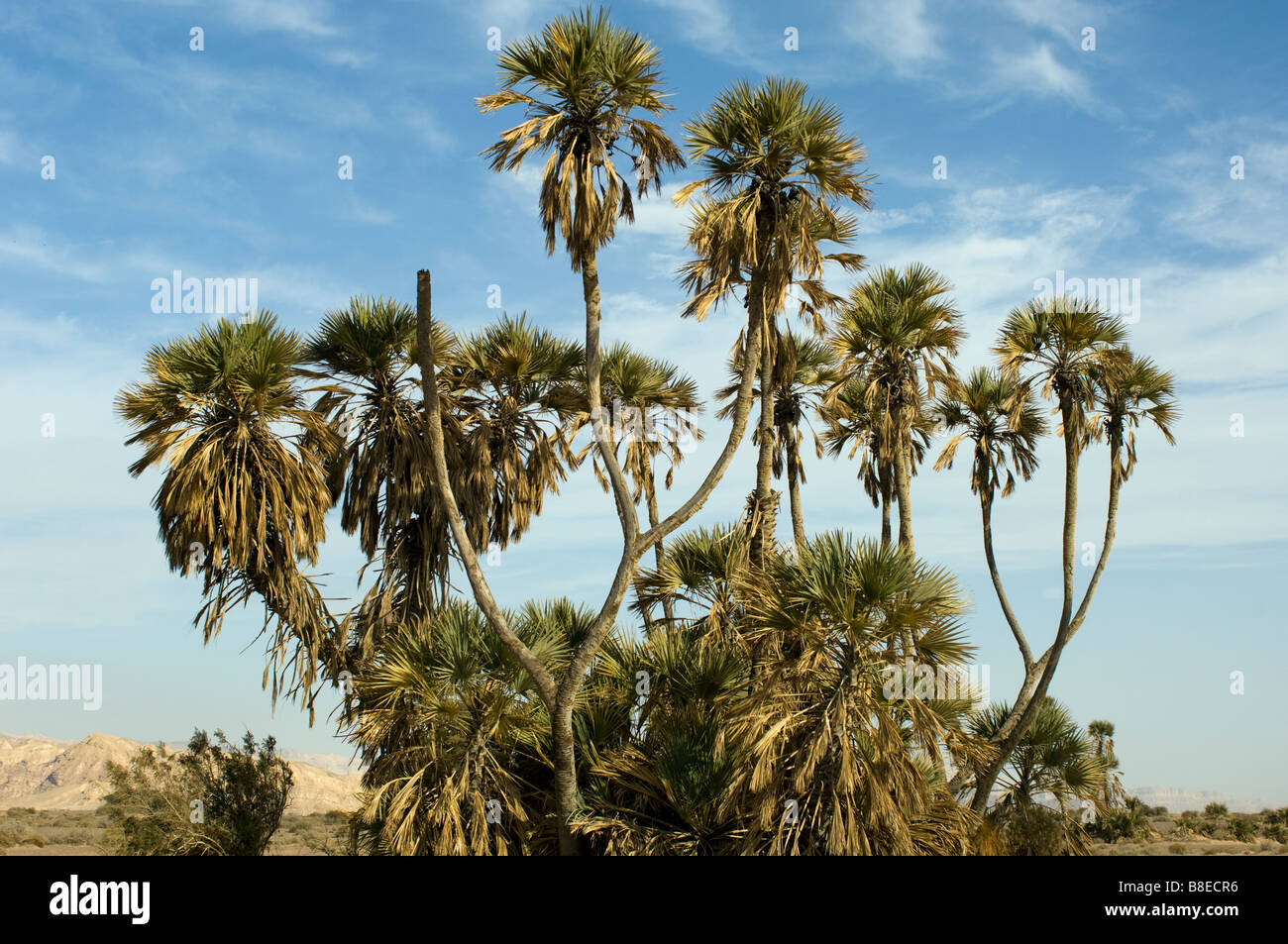 Doum palms Banque de photographies et d’images à haute résolution - Alamy