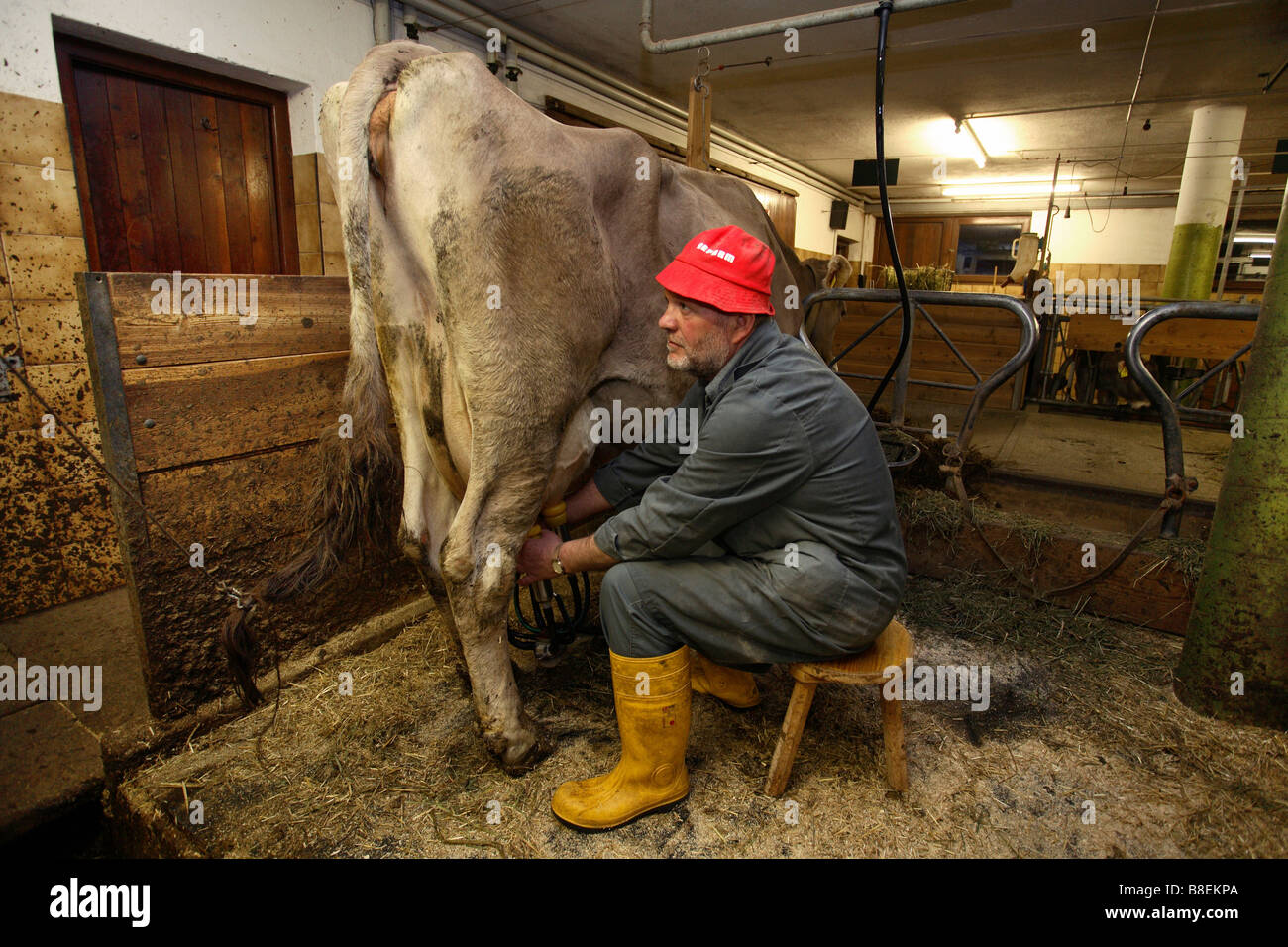 Comment traire une vache Banque de photographies et d’images à haute ...