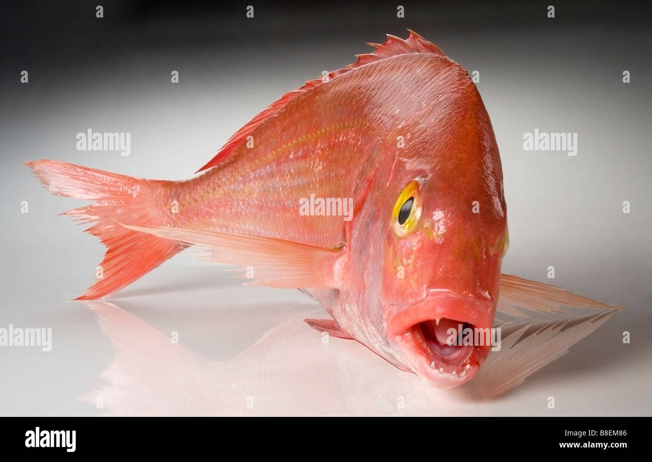 Méditerranée rouge poisson vivaneau sur une surface réfléchissante ...