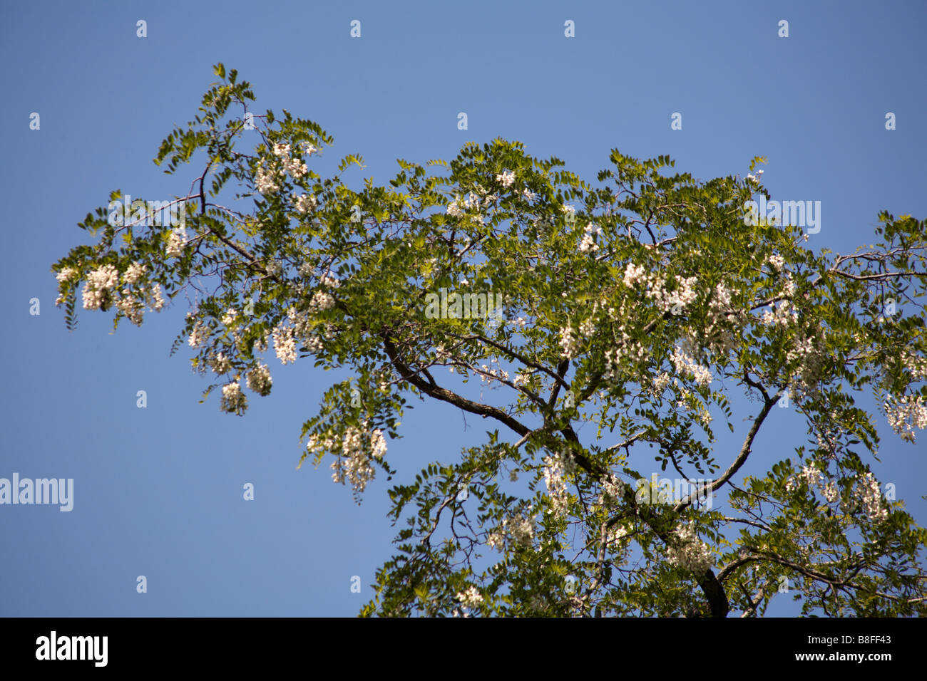 Faux Acacia ou Robinier Robinia Pseudacacia, arbre, en mai à Dorset ...