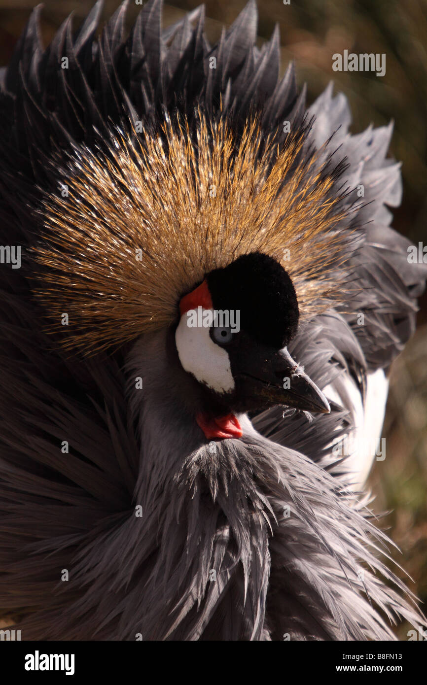 Grue couronnée africaine Banque de photographies et d’images à haute ...