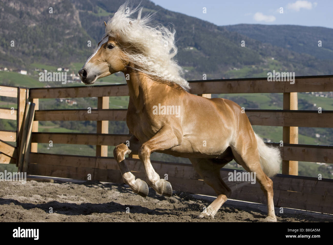 Jumping haflinger horse Banque de photographies et d’images à haute ...