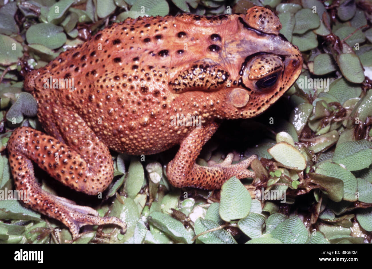 Duttaphrynus melanostictus Banque de photographies et d’images à haute ...