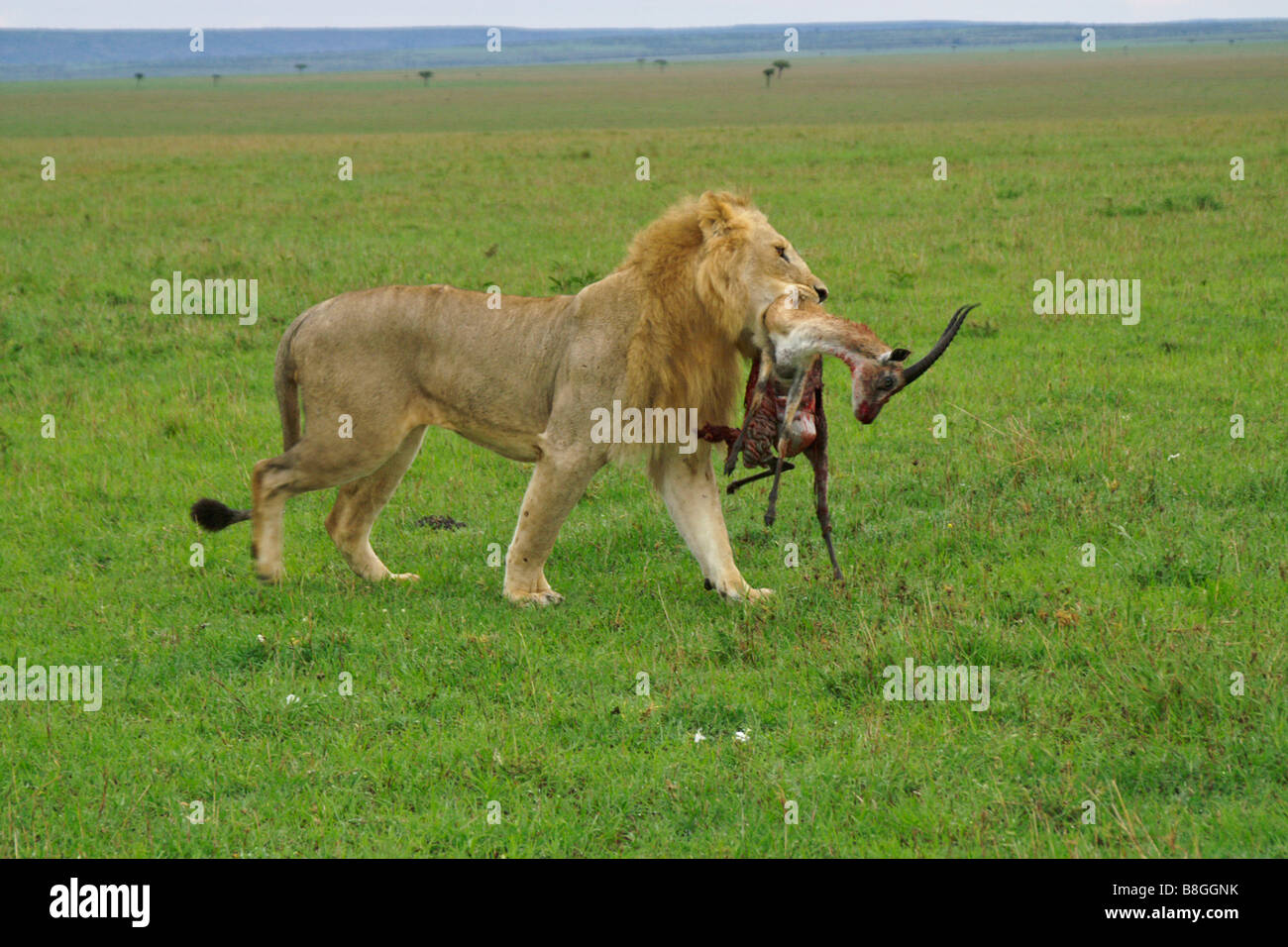 Lion mâle transportant des carcasses de gazelle, Masai Mara, Kenya ...