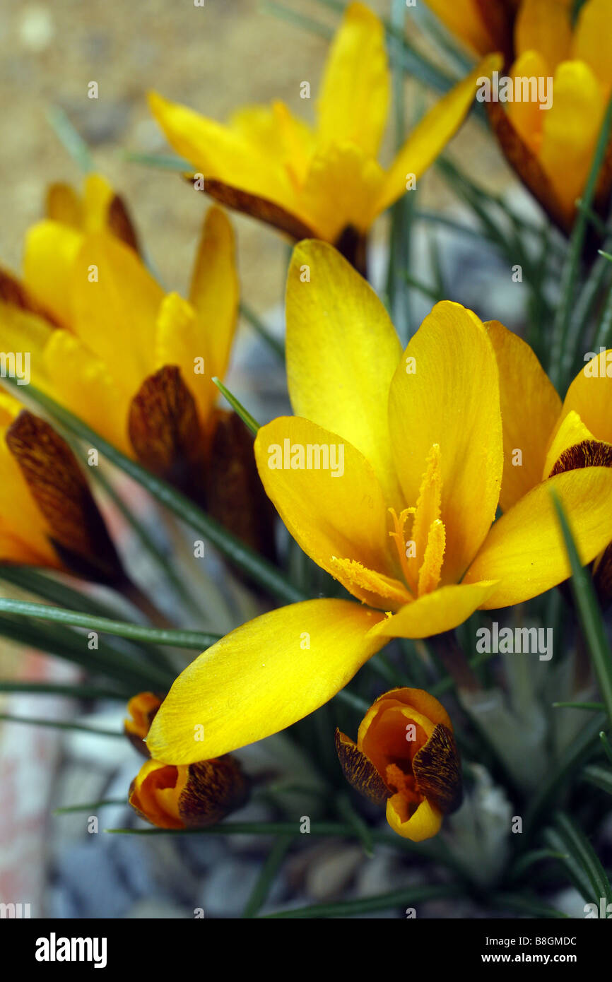 Nain nugget Banque de photographies et d’images à haute résolution - Alamy
