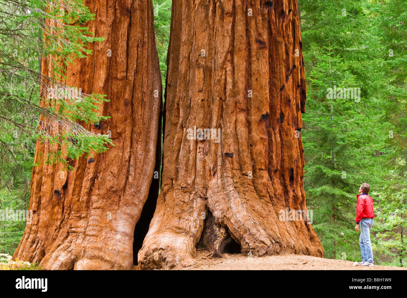 Giant sequoias Banque de photographies et d’images à haute résolution ...