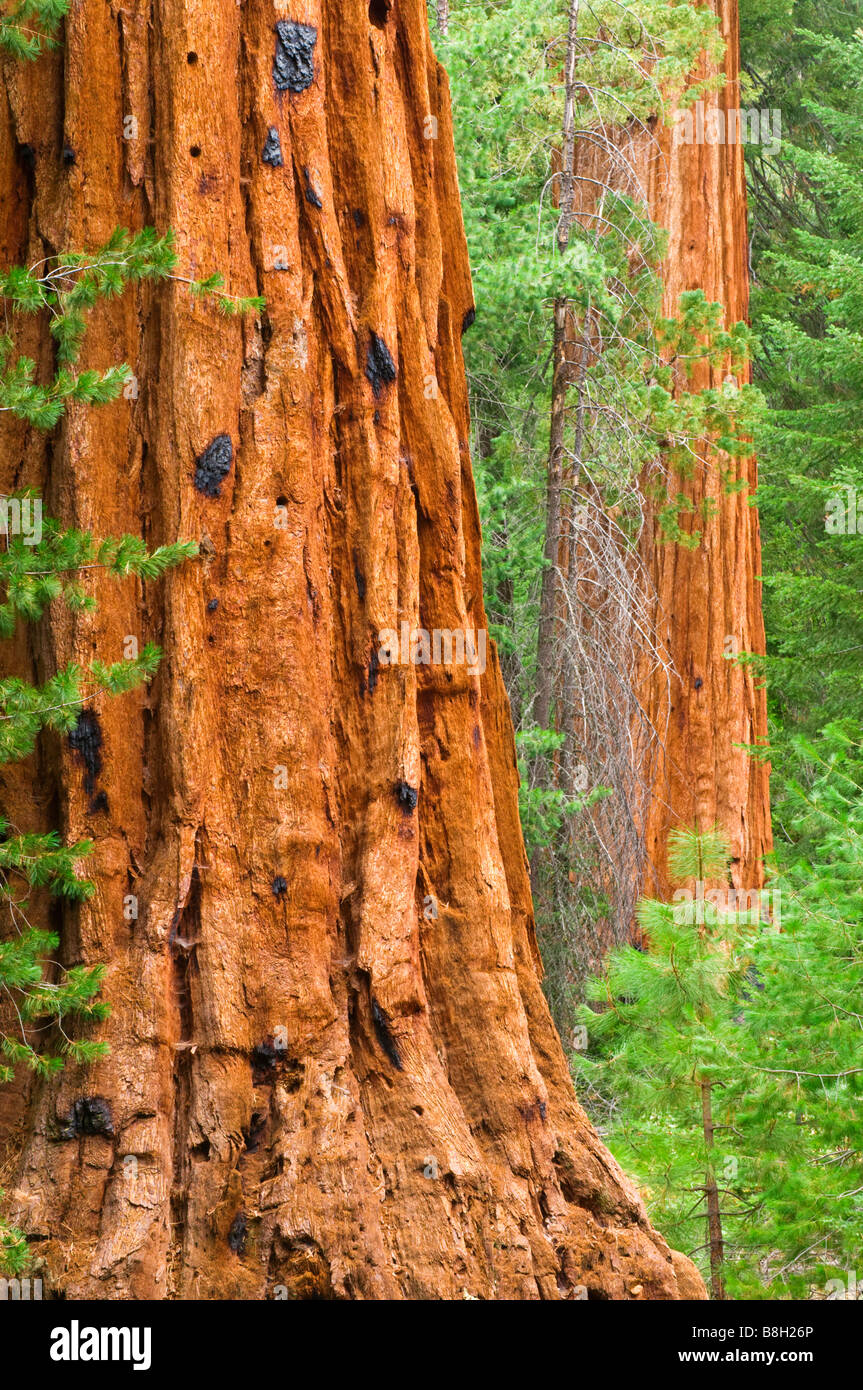 Séquoias Géants Sequoiadendron giganteum Piste des géants 100 Séquoia ...