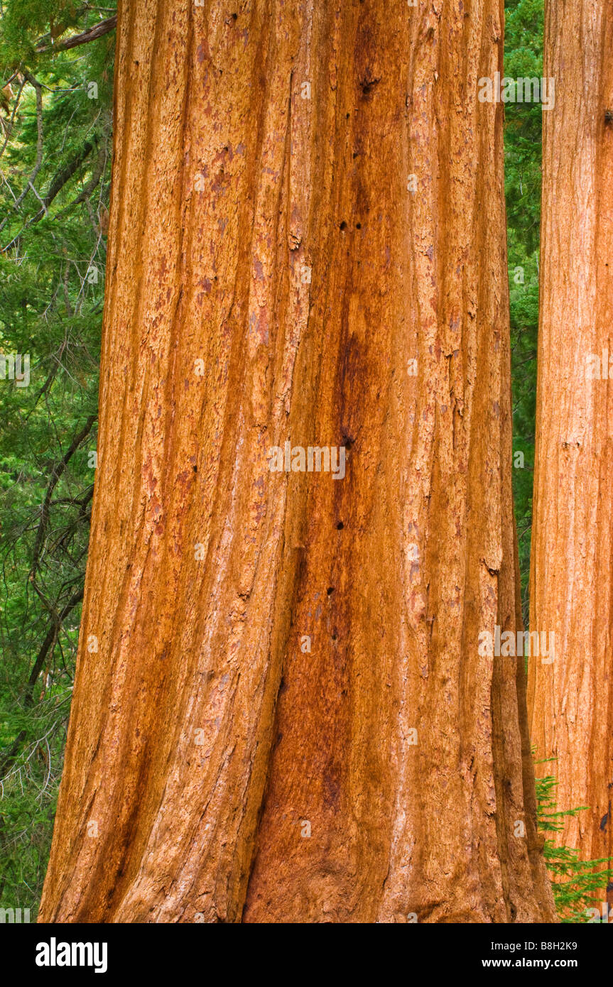 Séquoias Géants Sequoiadendron giganteum Piste des géants 100 Séquoia ...