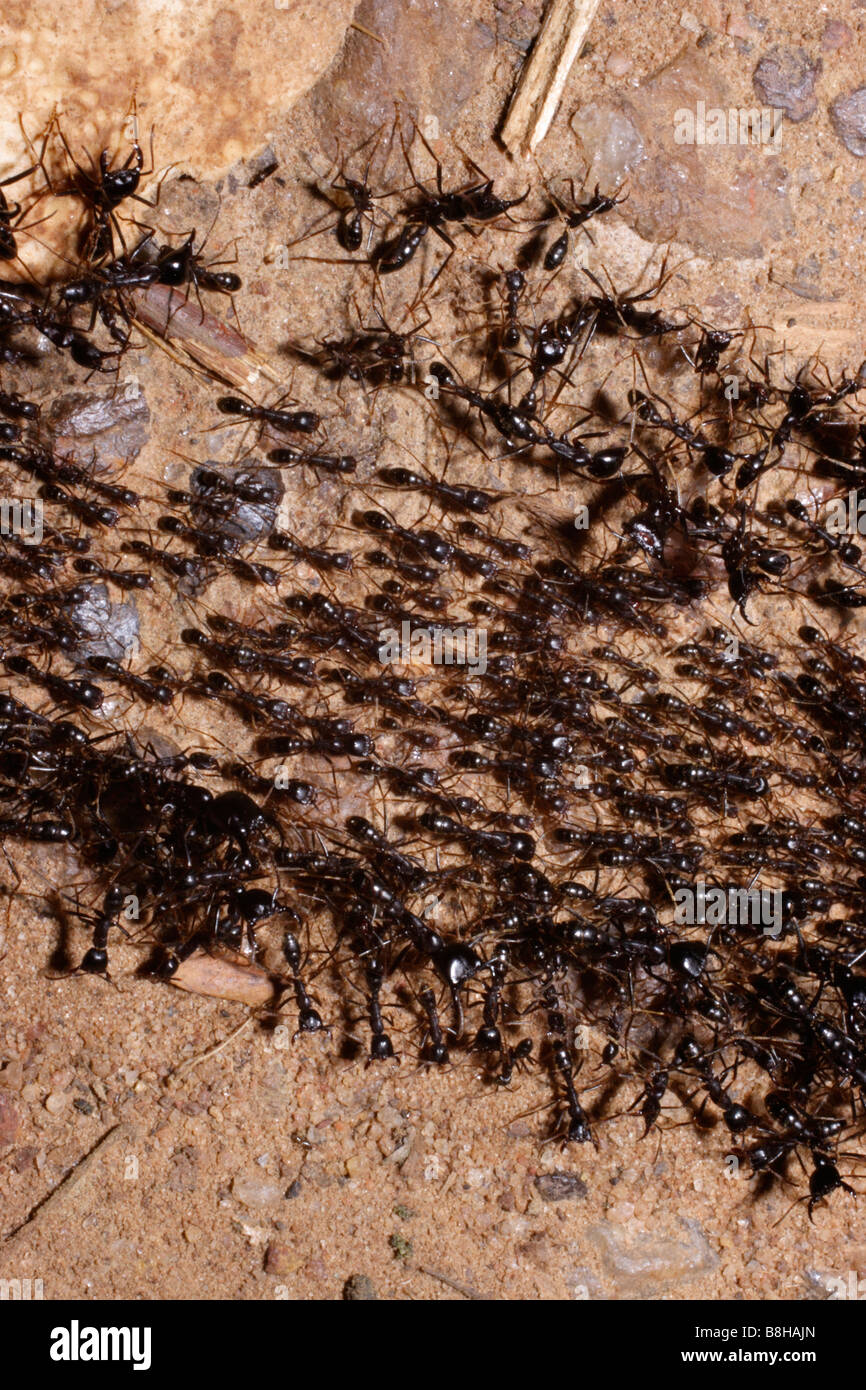 Fourmis soldats Banque de photographies et d’images à haute résolution ...