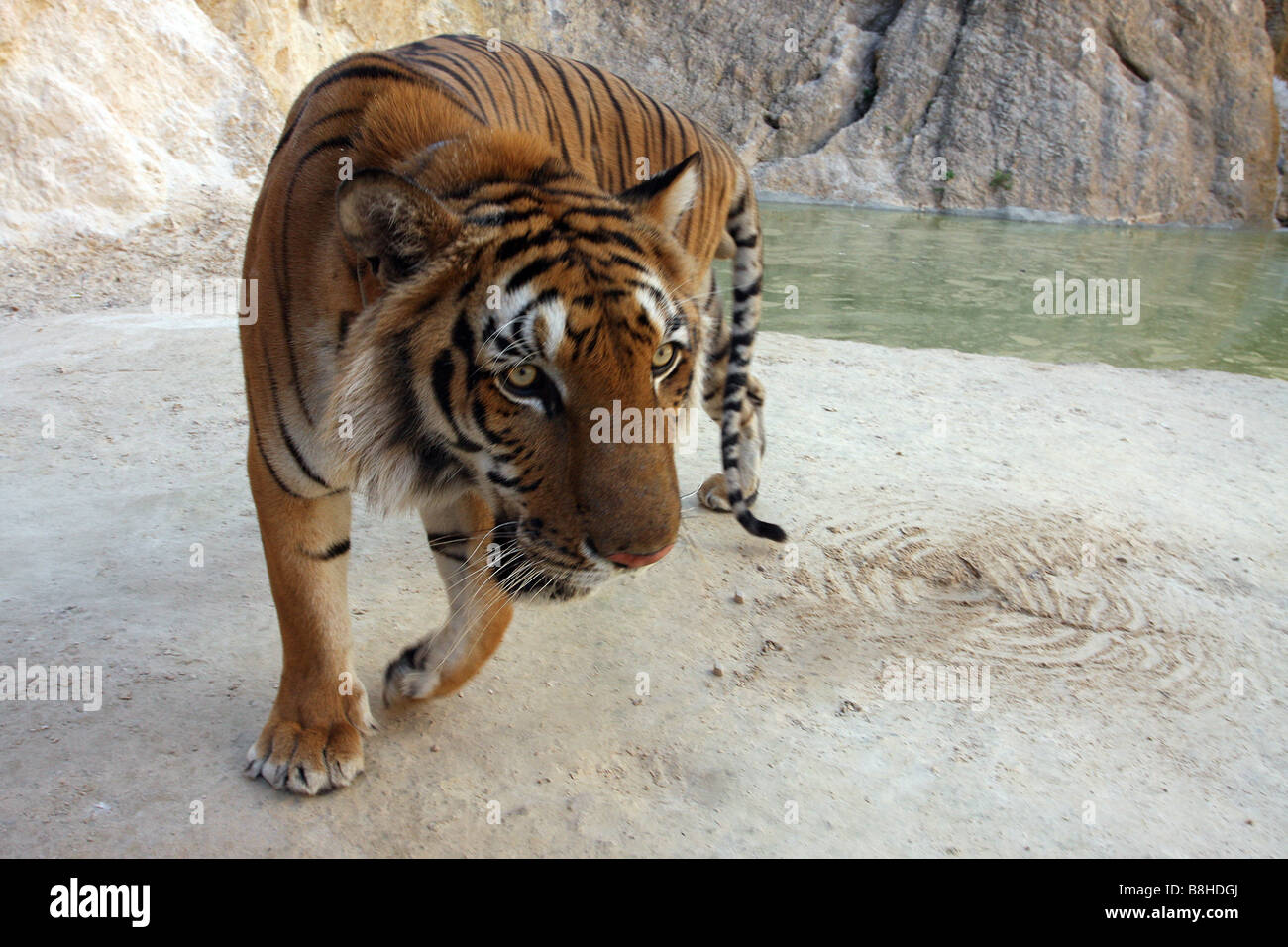Tiger temple Banque de photographies et d’images à haute résolution - Alamy