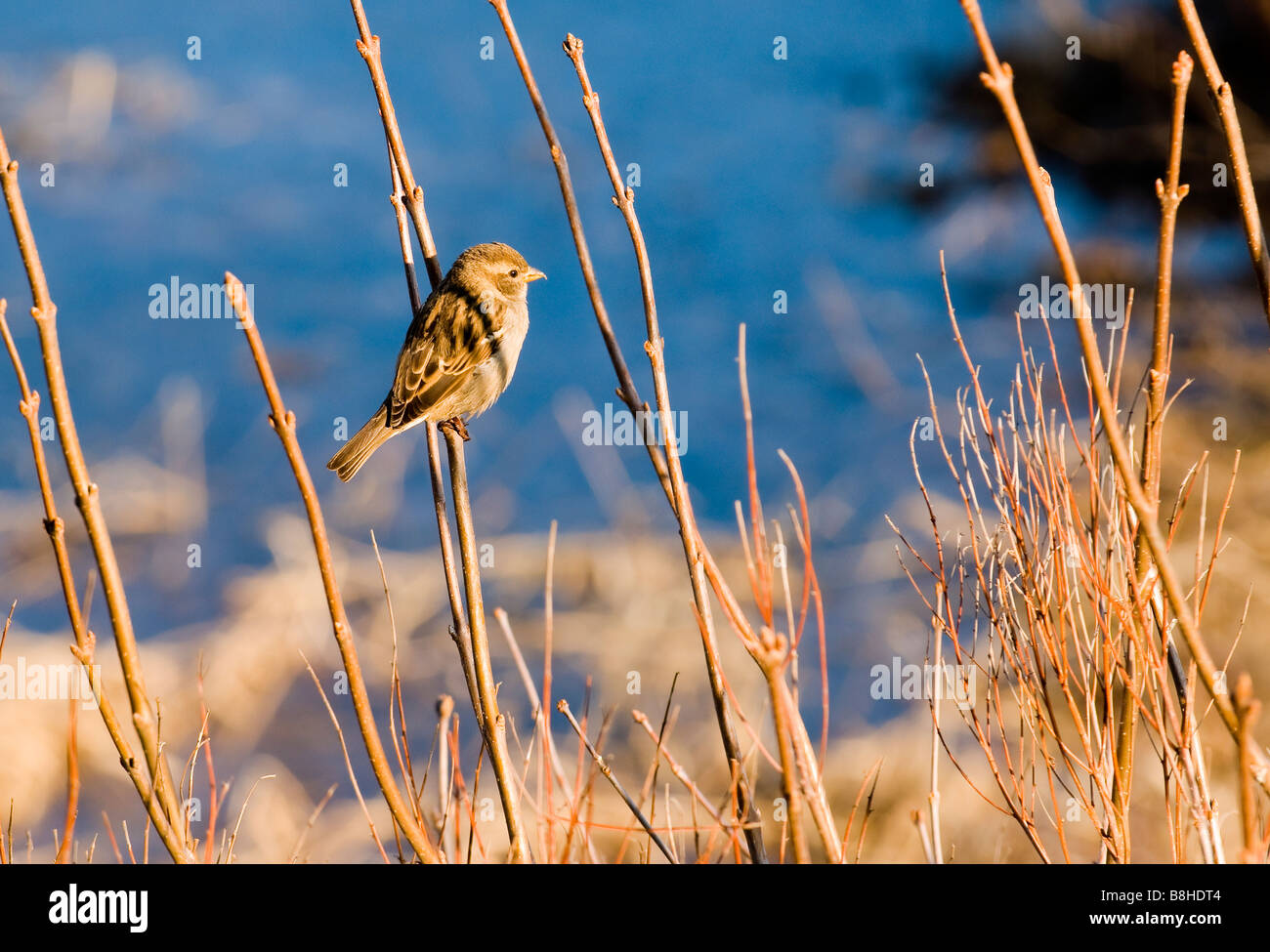 Moineau sur les zones humides par la direction générale Photo Stock - Alamy