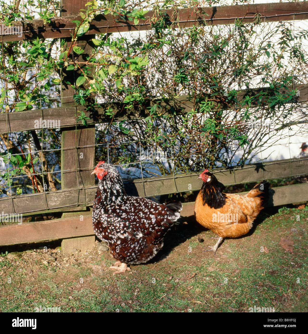Poule sussex moucheté Banque de photographies et d’images à haute ...
