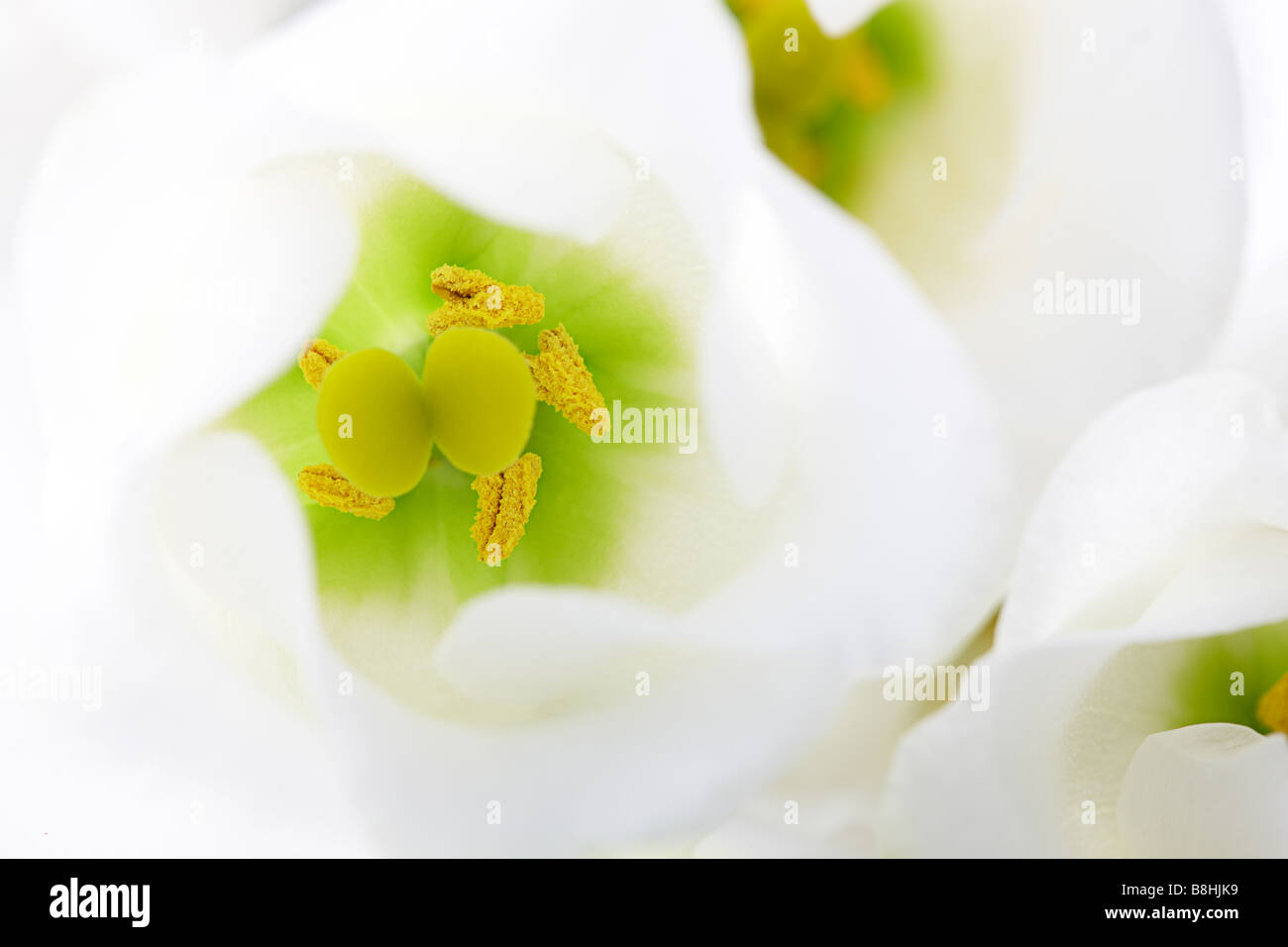 Lisianthus eustoma grandiflorum Banque de photographies et d’images à ...