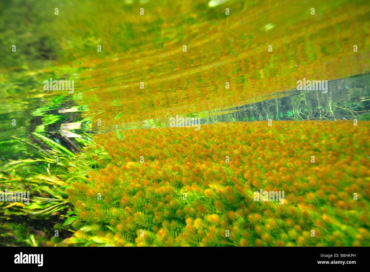 Rivière chara Banque de photographies et d’images à haute résolution ...