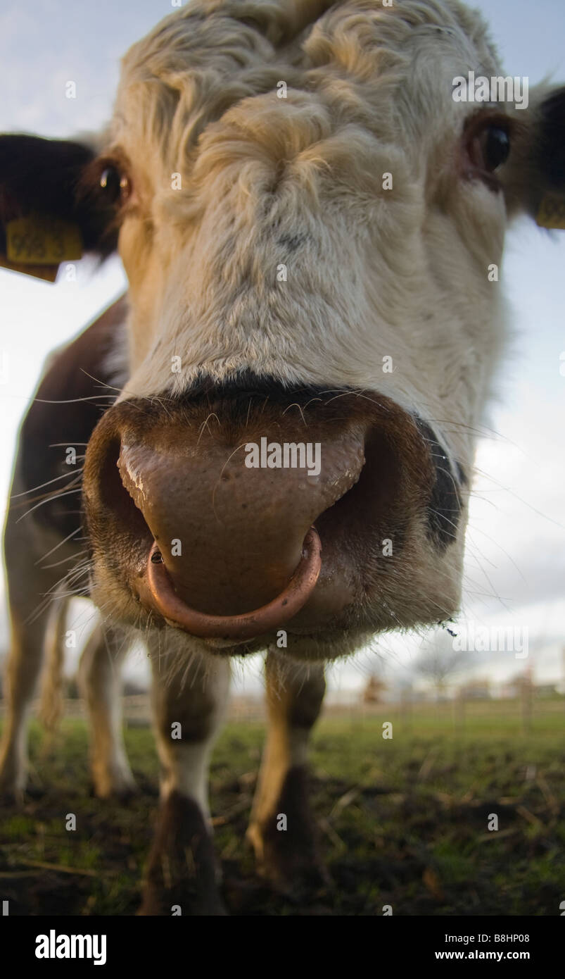 Gros pis de vache Banque de photographies et d’images à haute ...