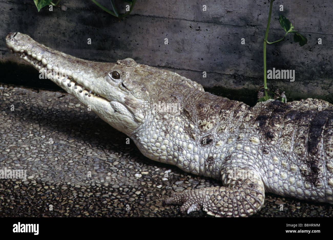 Faux tomistoma schlegelii gavial Banque de photographies et d’images à ...