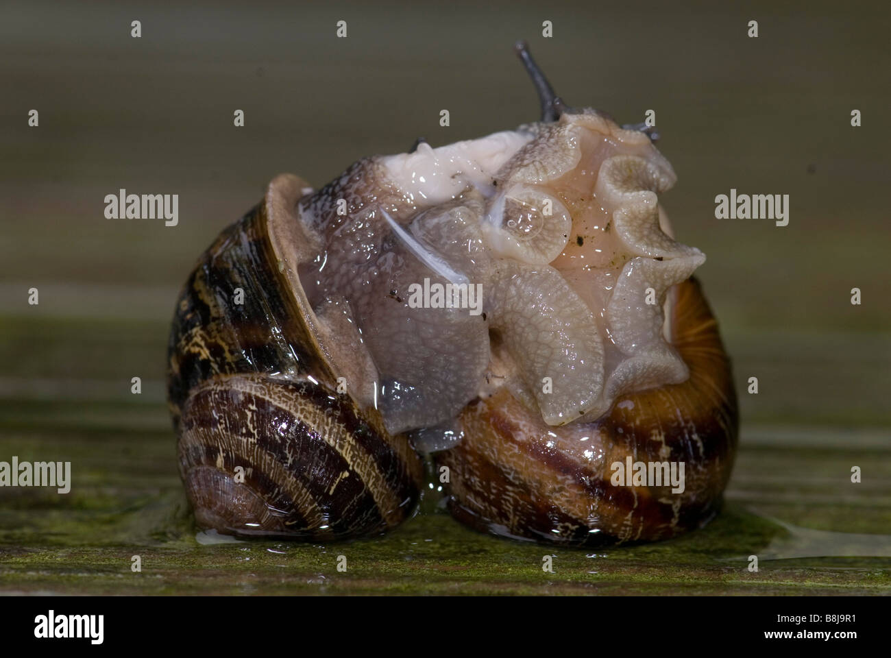 Accouplement de mollusques Banque de photographies et d’images à haute ...