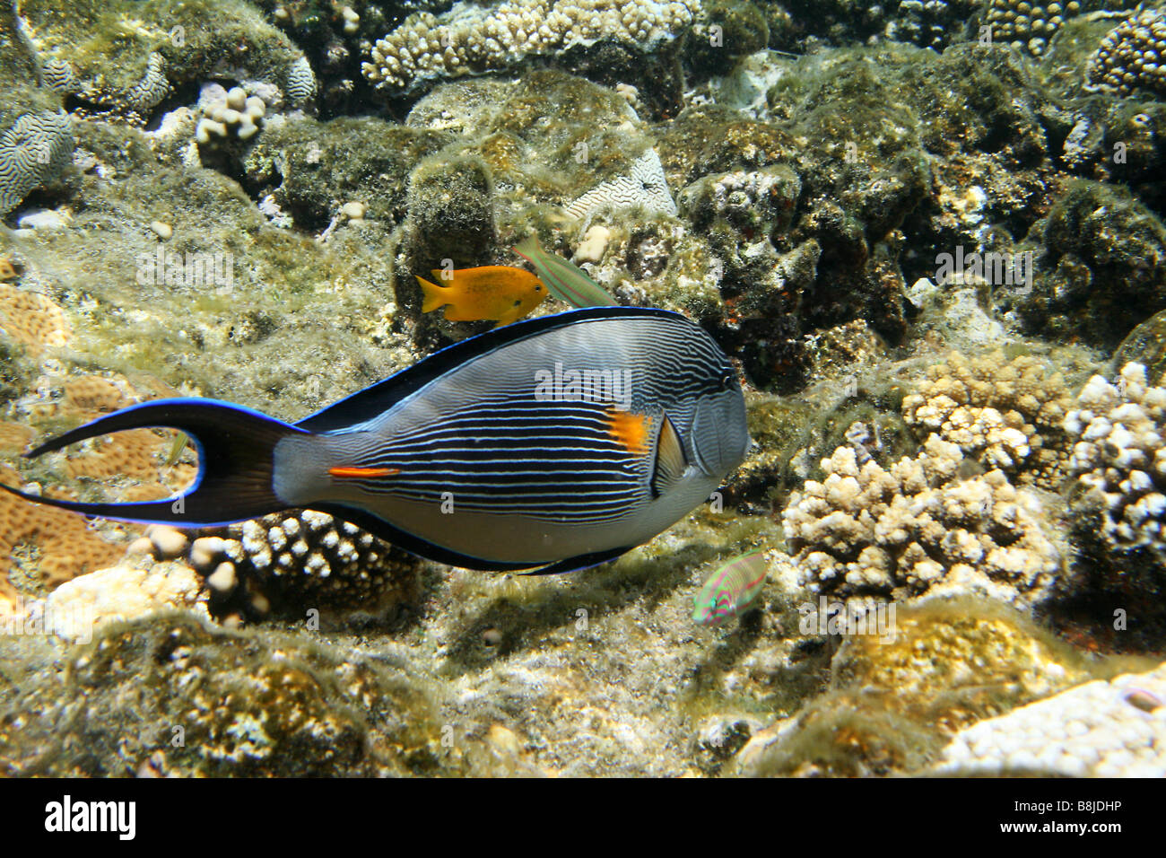 Poissons chirurgiens Banque de photographies et d’images à haute ...