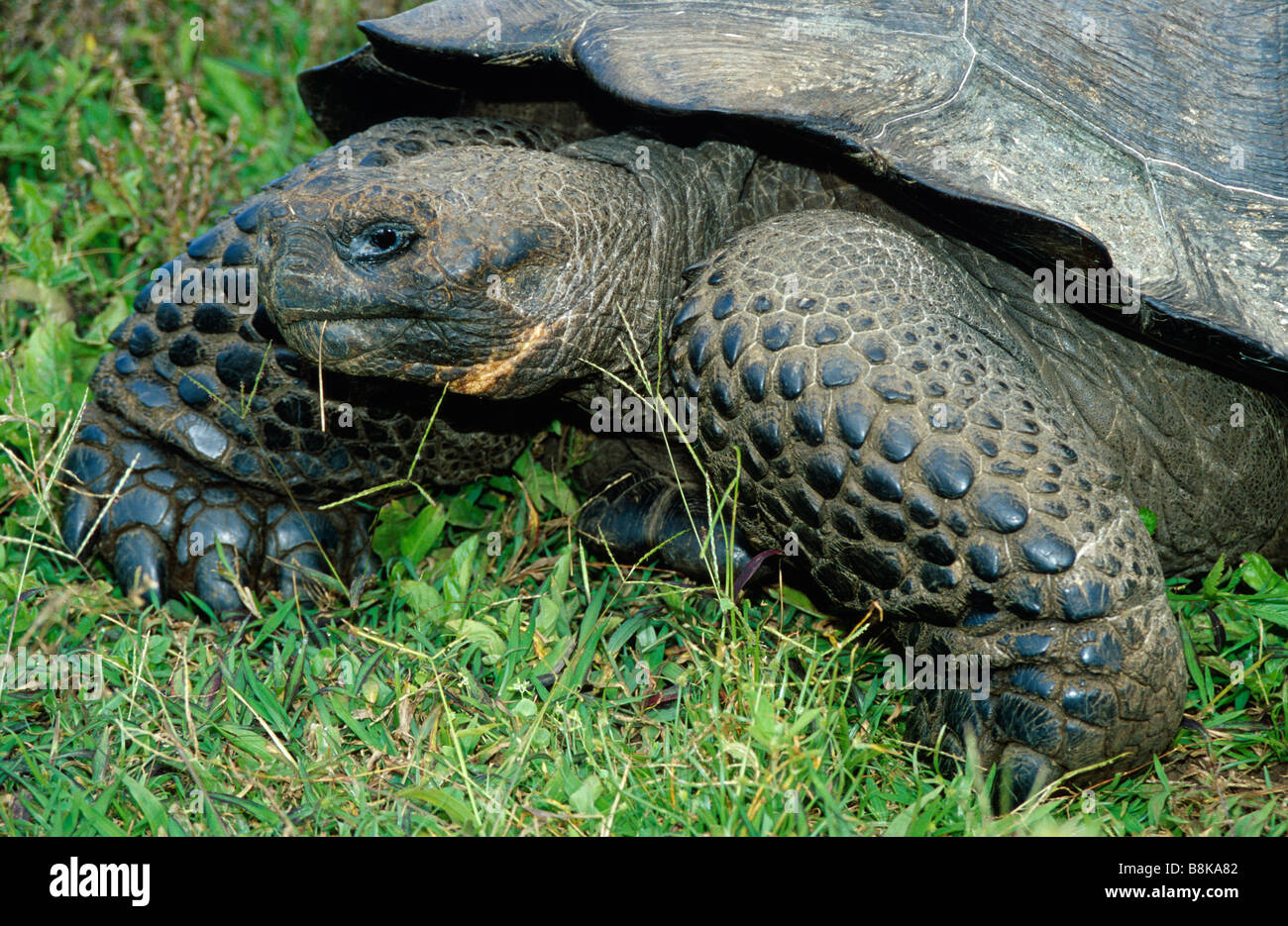 Testudo elephantopus Banque de photographies et d’images à haute ...
