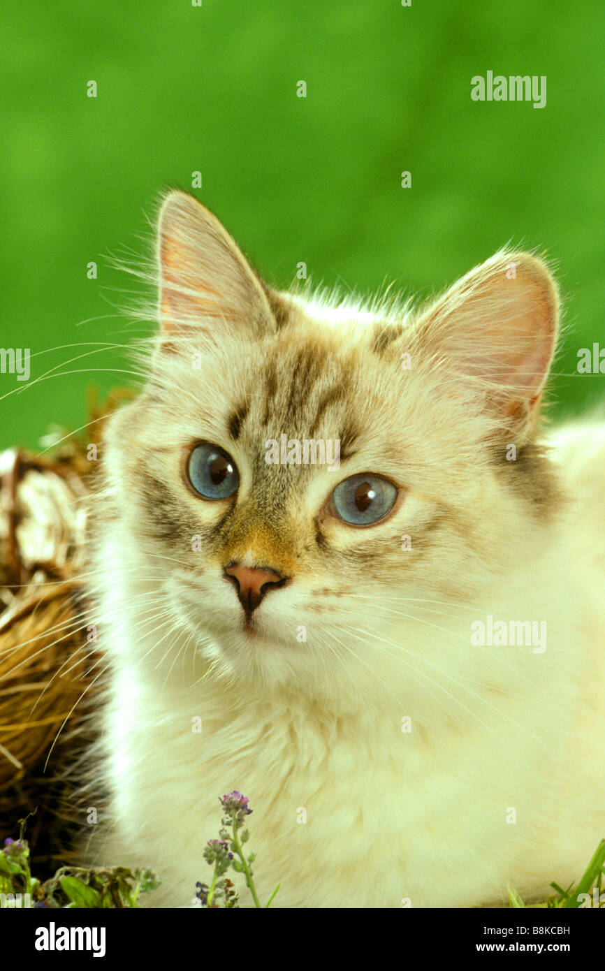 Neva masquerade Banque de photographies et d’images à haute résolution ...