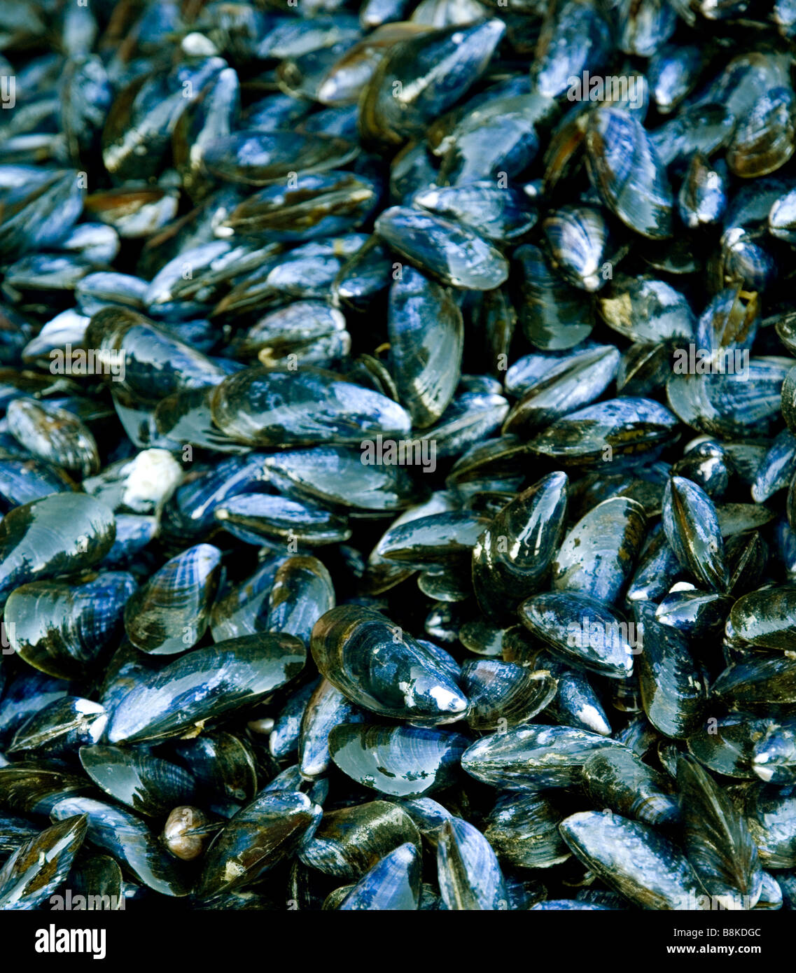Recette moules Banque de photographies et d’images à haute résolution ...