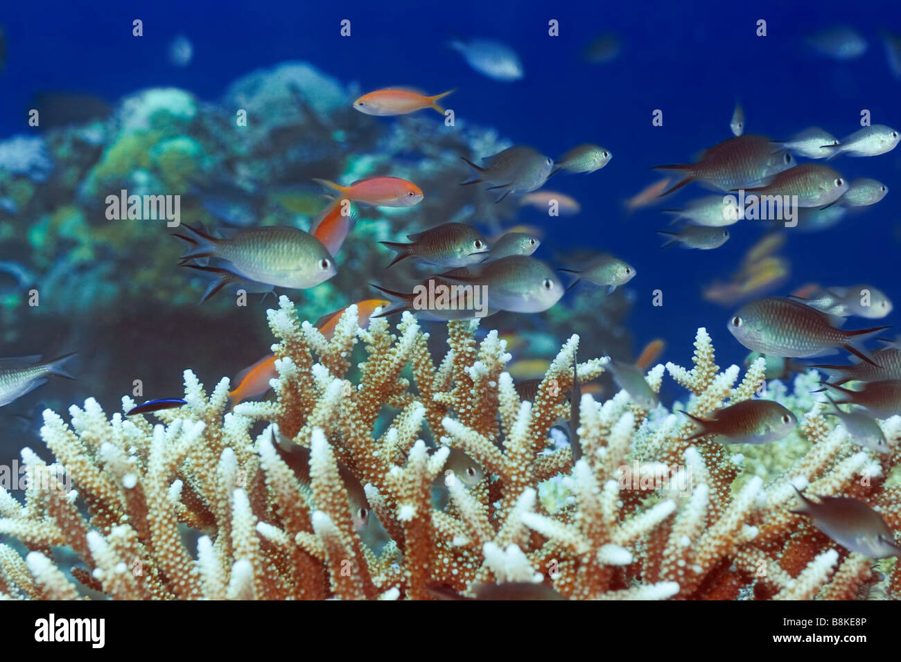 Marine fishes Banque de photographies et d’images à haute résolution ...