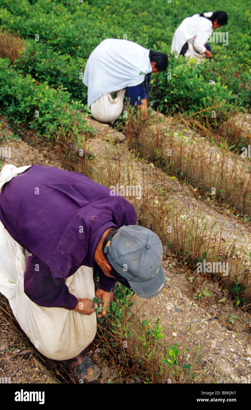 Des feuilles de coca à Chicaloma, sud Yungas, Bolivie Photo Stock - Alamy