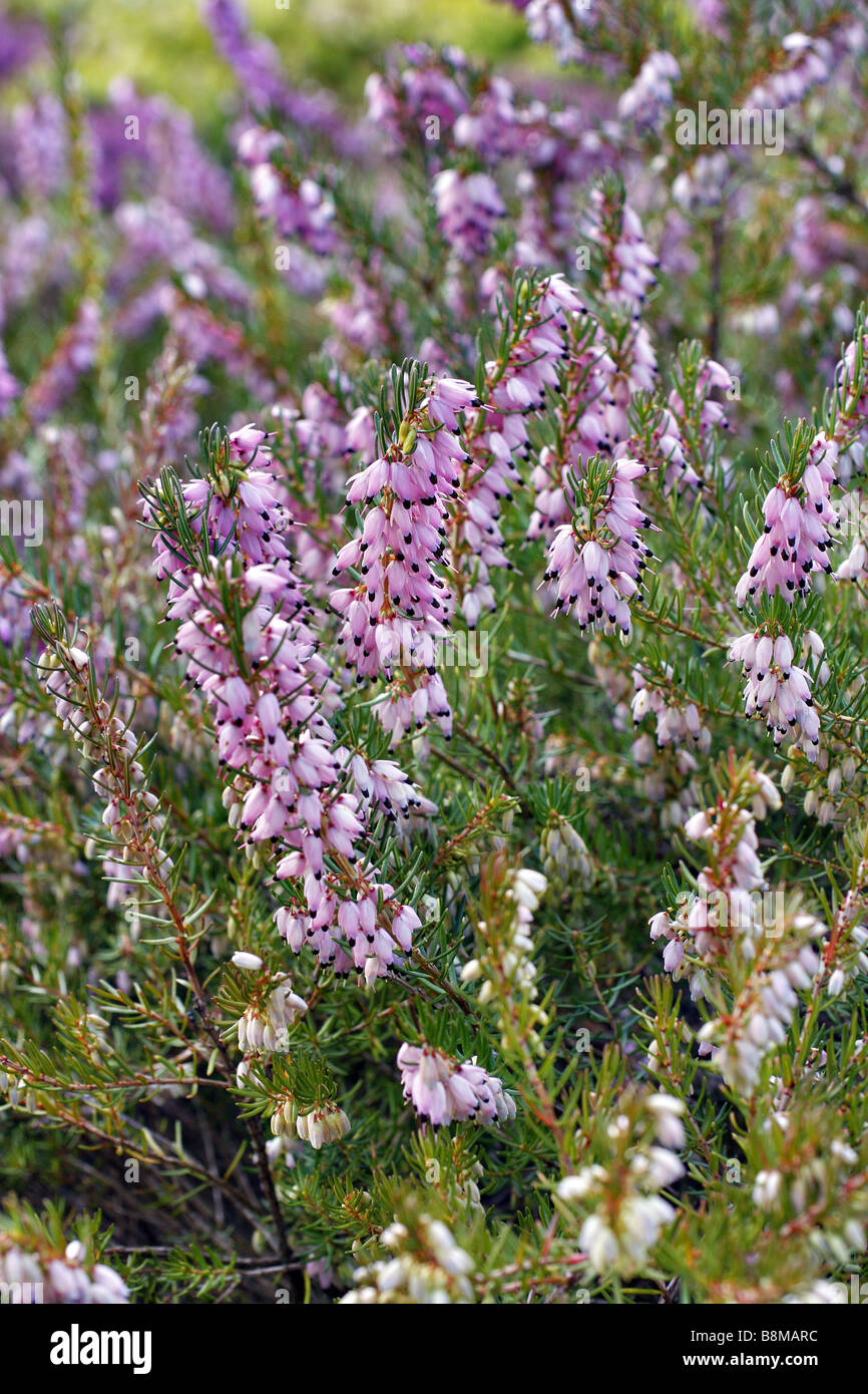 Erica x darleyensis Banque de photographies et d’images à haute ...