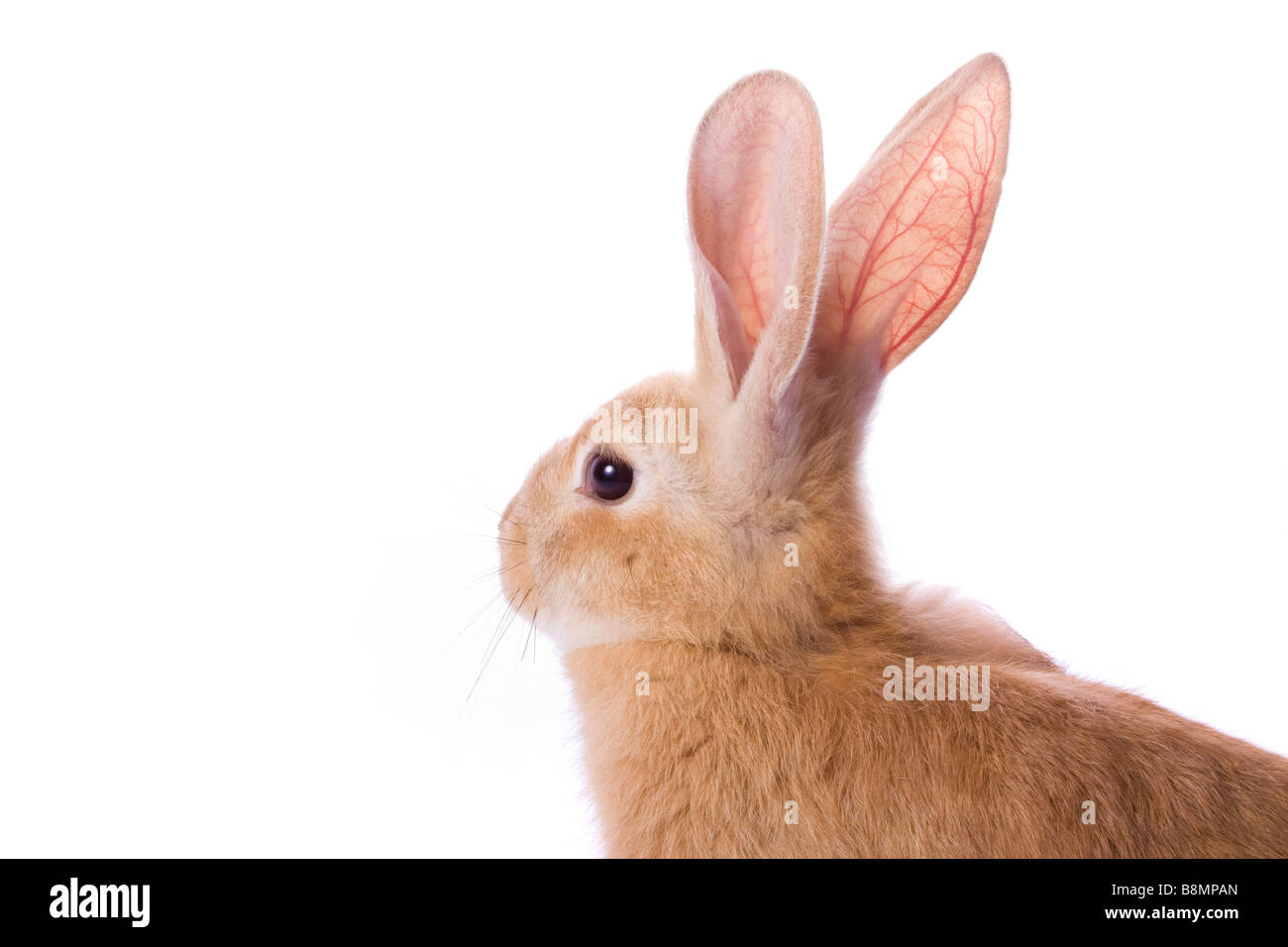 Dos de lapin Banque de photographies et d’images à haute résolution - Alamy