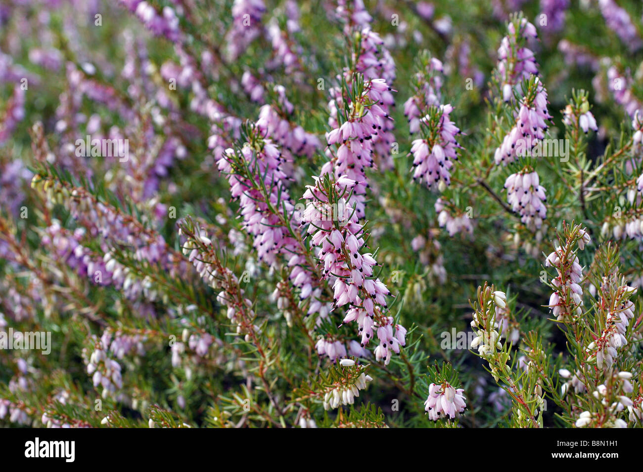 Erica x darleyensis Banque de photographies et d’images à haute ...
